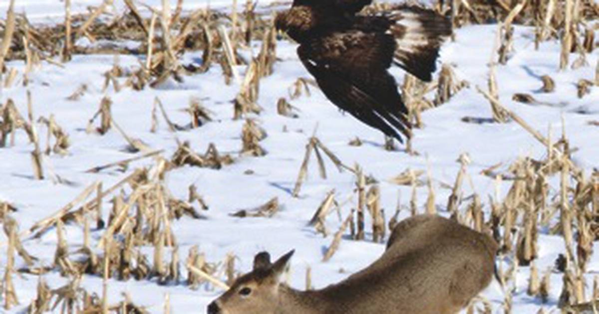 golden eagle attacks deer