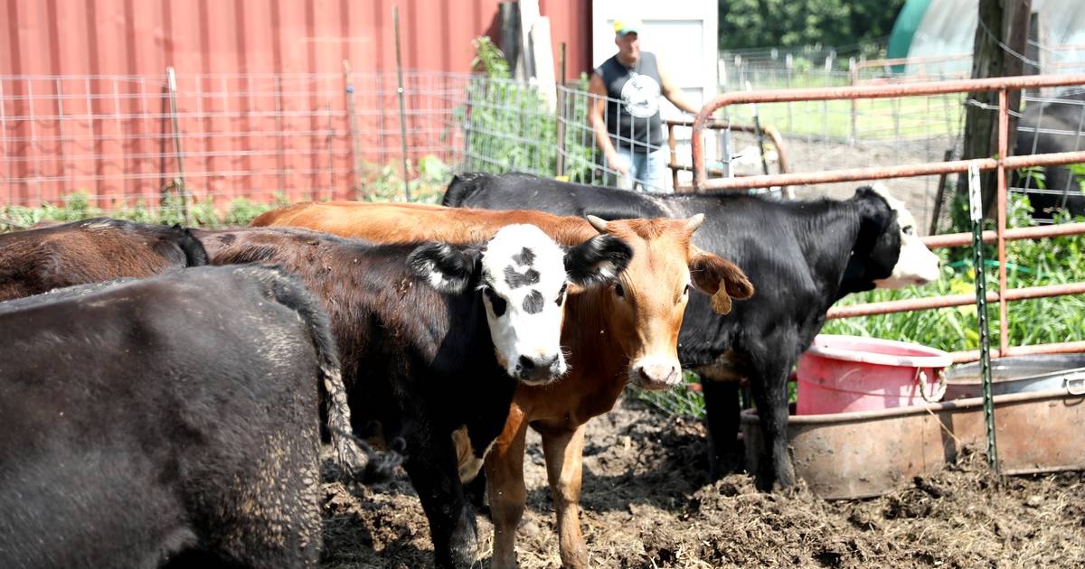 Midwest cattle catcher helps Maple Park family’s lost calves return home – Shaw Local