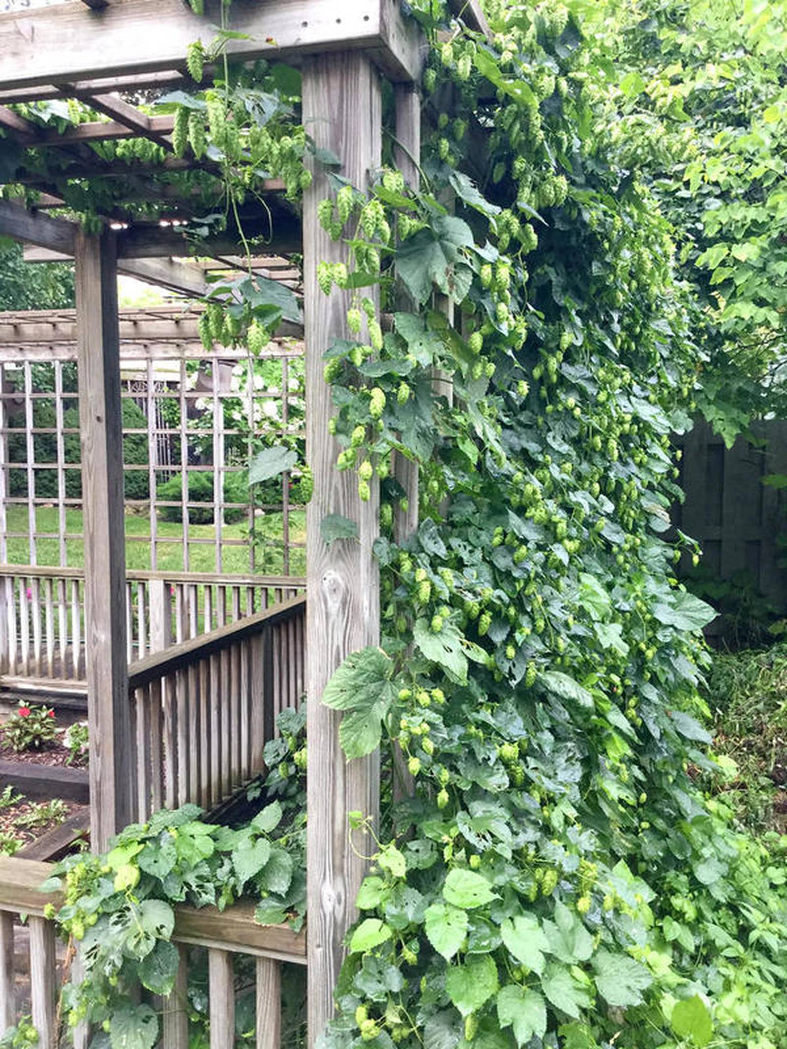 Learning to Grow in St. Charles: Hops prove fast-growing garden climber ...