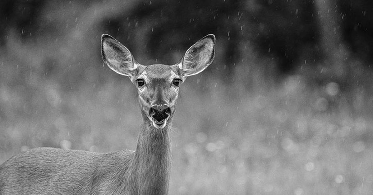 How to protect your yard from deer – Shaw Local
