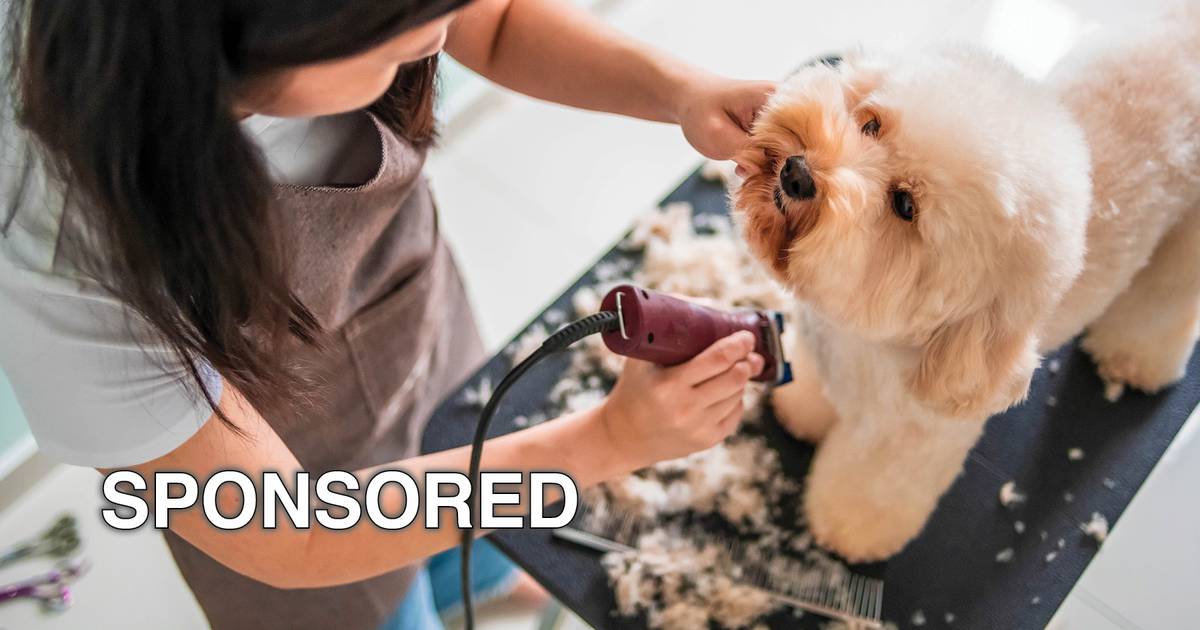 Grooming tips to get your pet ready for spring – Shaw Local