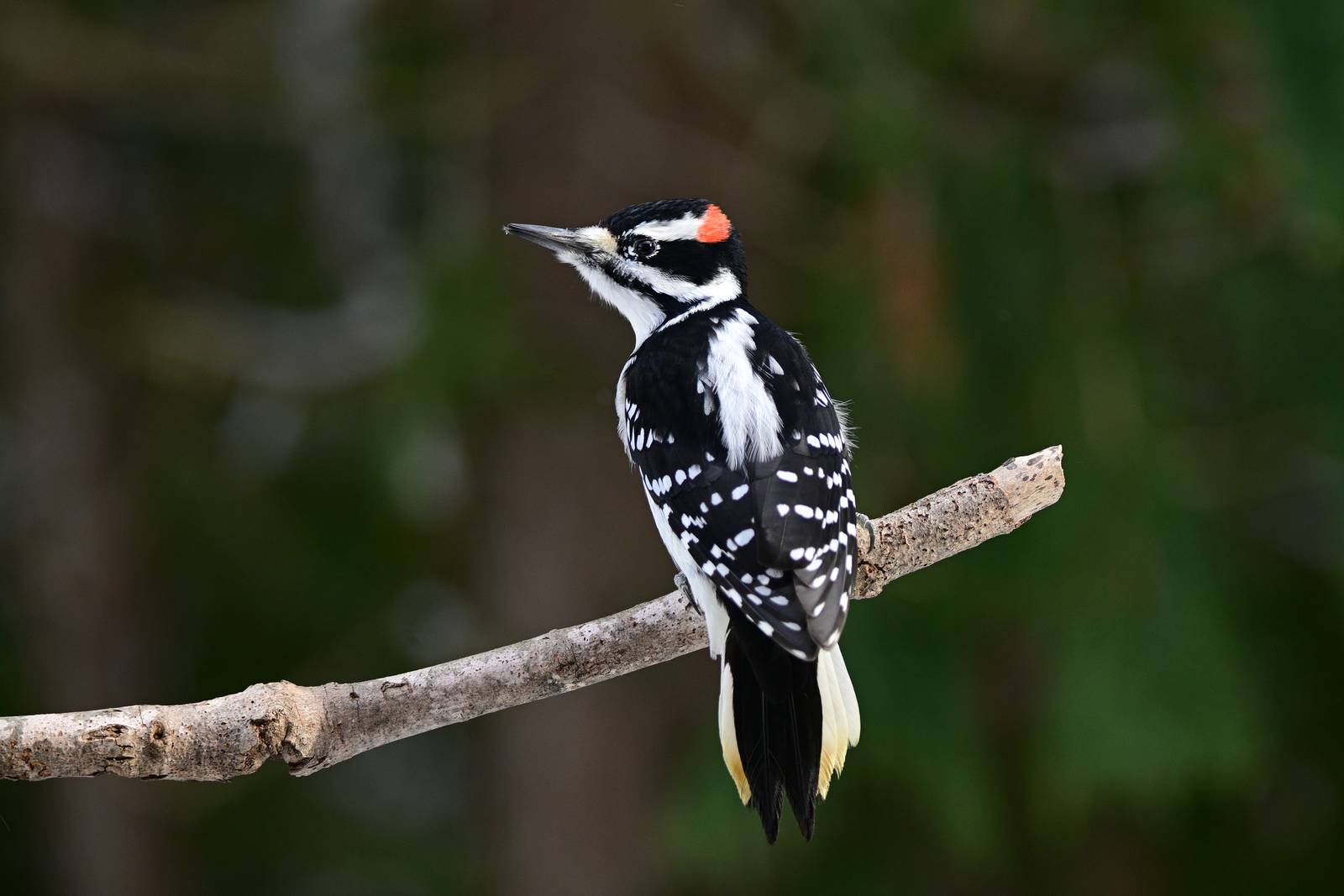Good Natured in St. Charles: Sizing up hairy woodpeckers as a wood walker – Shaw Local
