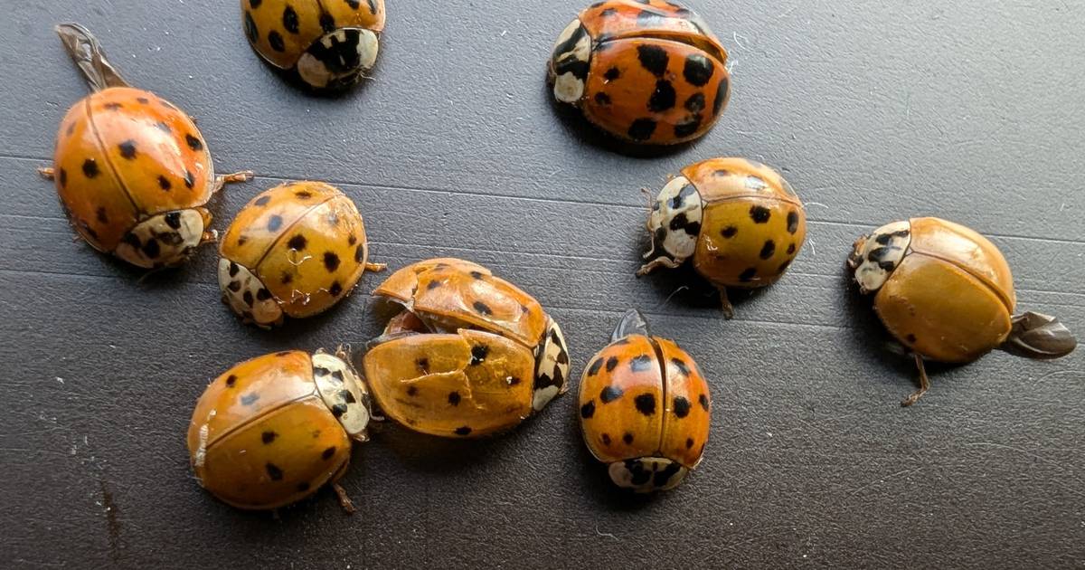 Good Natured in St. Charles: Non-native ladybug visitors not such a bad ...