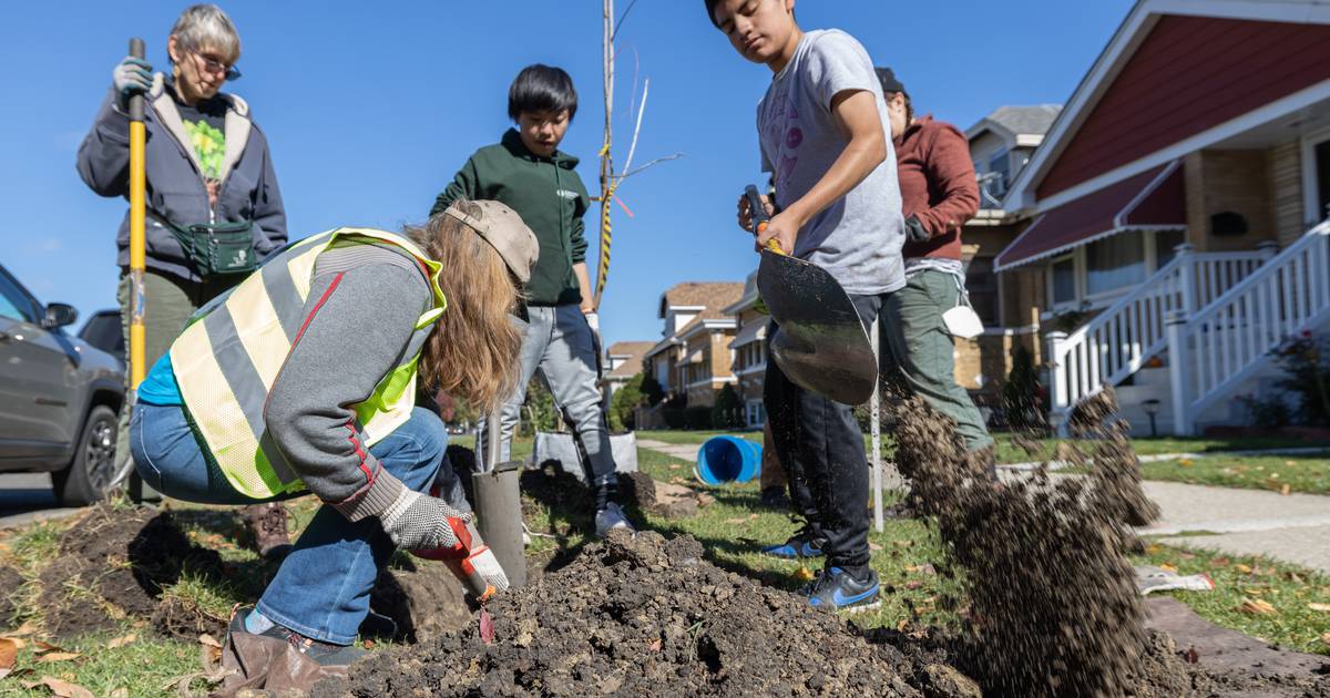 Photos: Trees planted in Berwyn – Shaw Local