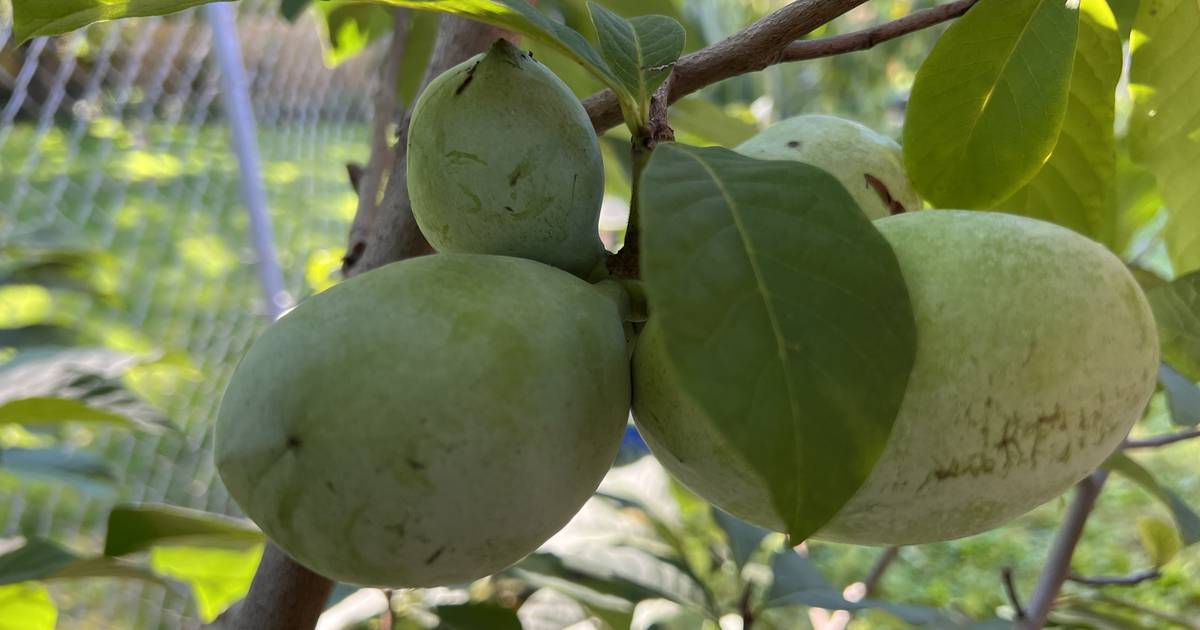 Paw Paw to celebrate its 1st festival for its namesake fruit – Shaw Local