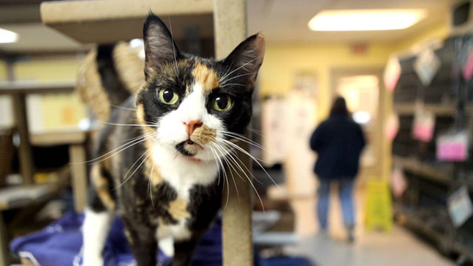 In need of good homes – Shaw Local