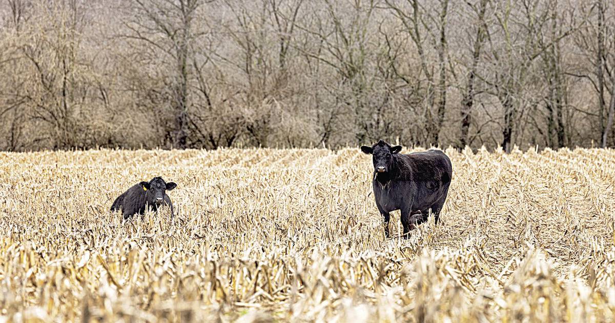 Scientists discover diabetes breakthrough in cow’s milk – Shaw Local