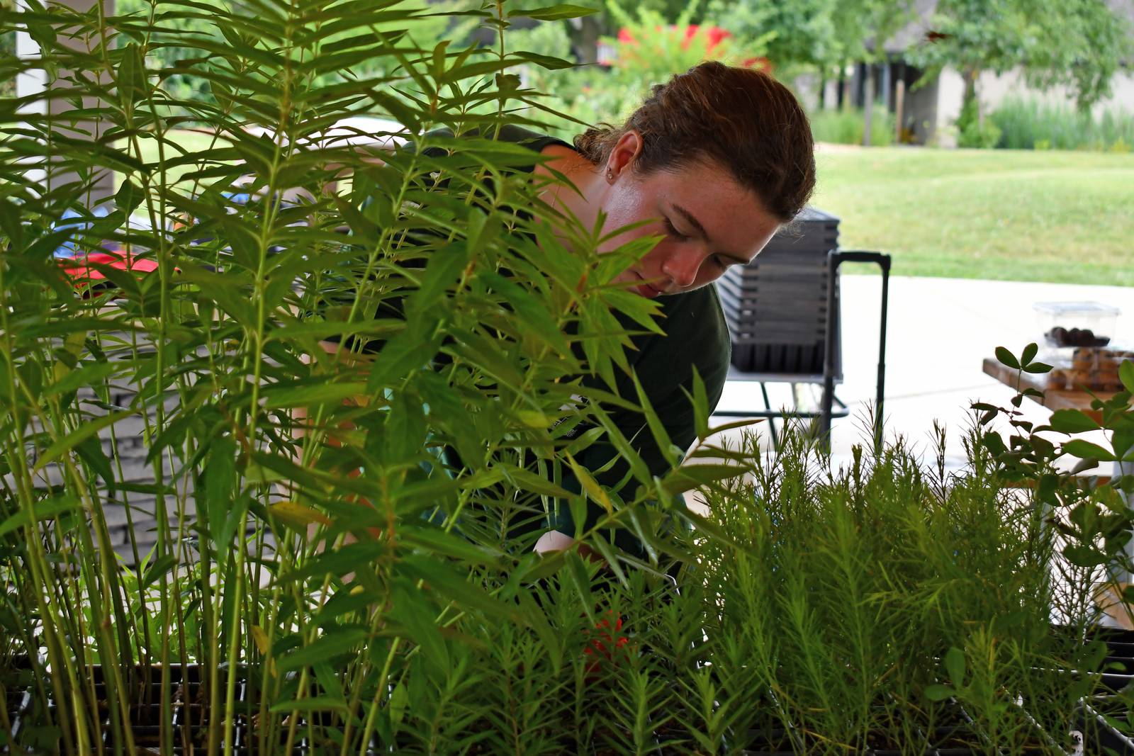 Will County foundation has raised almost $2 million to boost forest ...