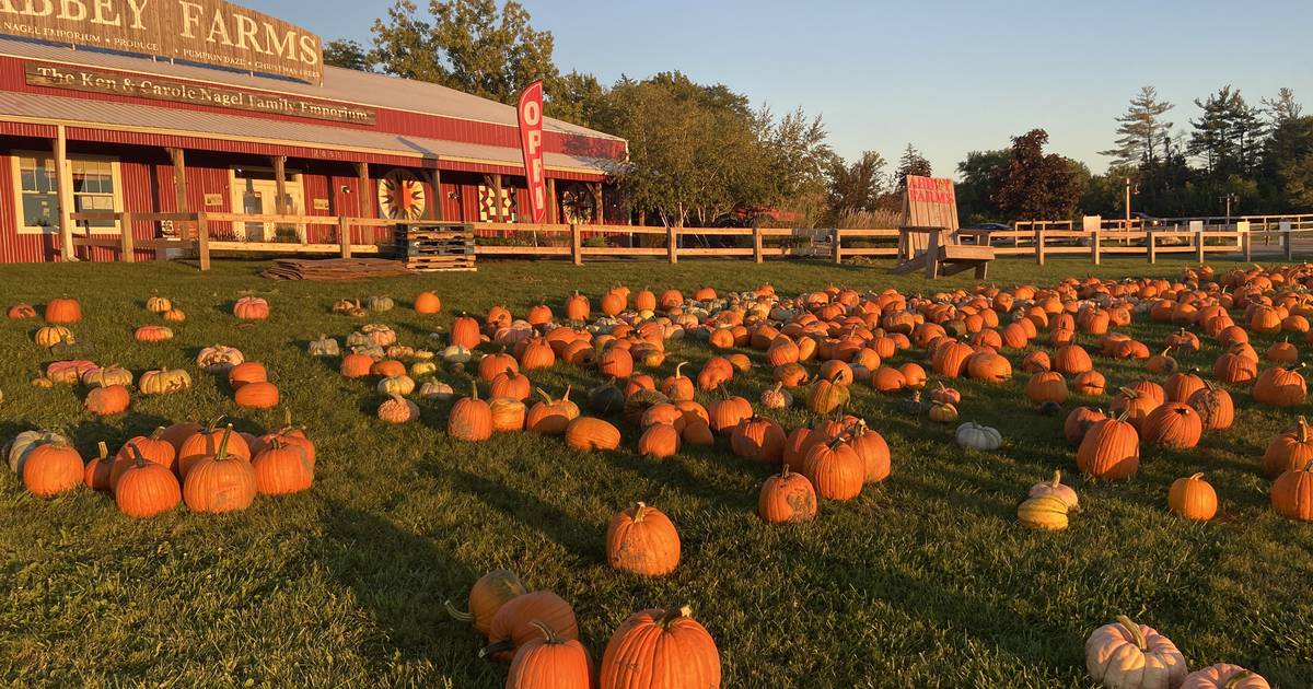Pumpkin Daze with old-fashioned farm fun returns to Abbey Farms Sept ...