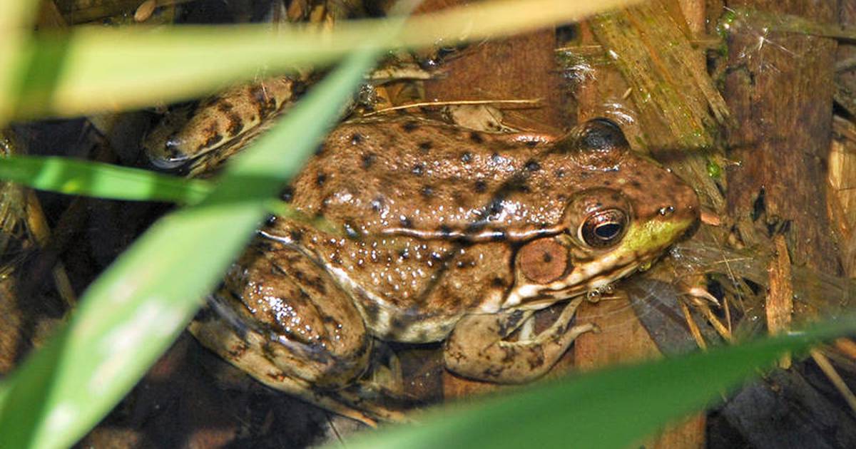 Frog monitors help bring changes to the environment – Shaw Local
