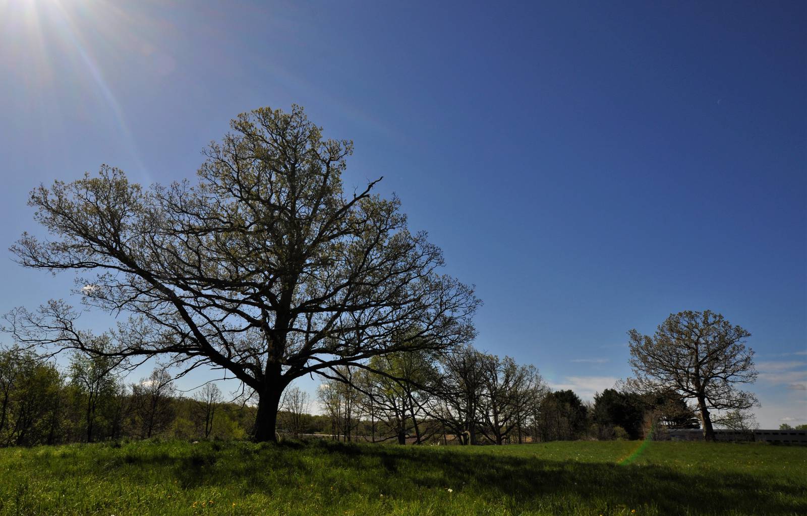 Protecting oak trees – and the birds that rely on them – is aim of USDA ...