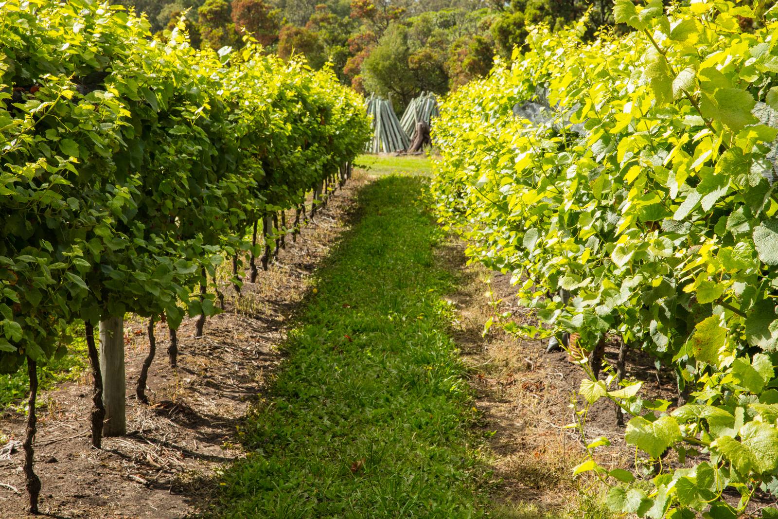 Uncorked: Argentina’s wine gems shine at various price points – Shaw Local