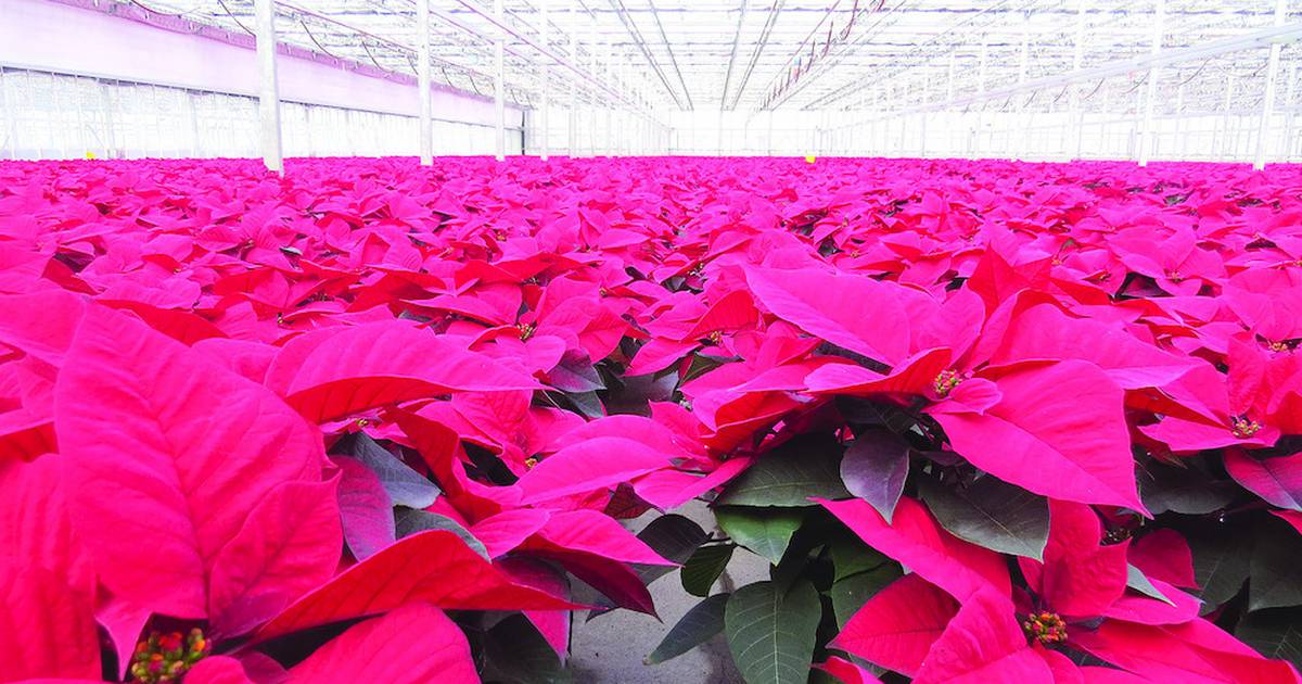 A splash of color – Shaw Local