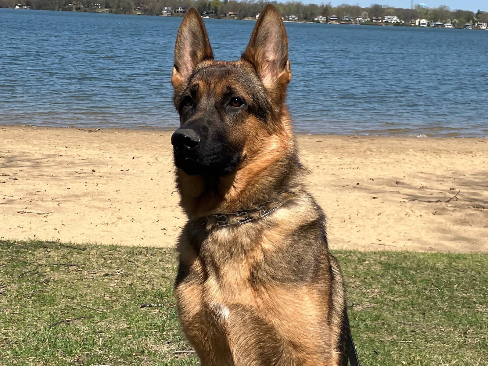 Round Lake Park welcomes new police dog – Shaw Local