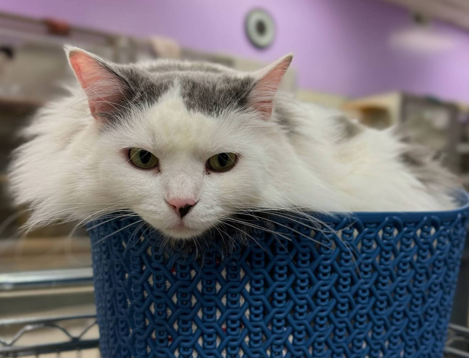 Sweet, fluffy cat seeks new set of human ‘servants’ – Shaw Local