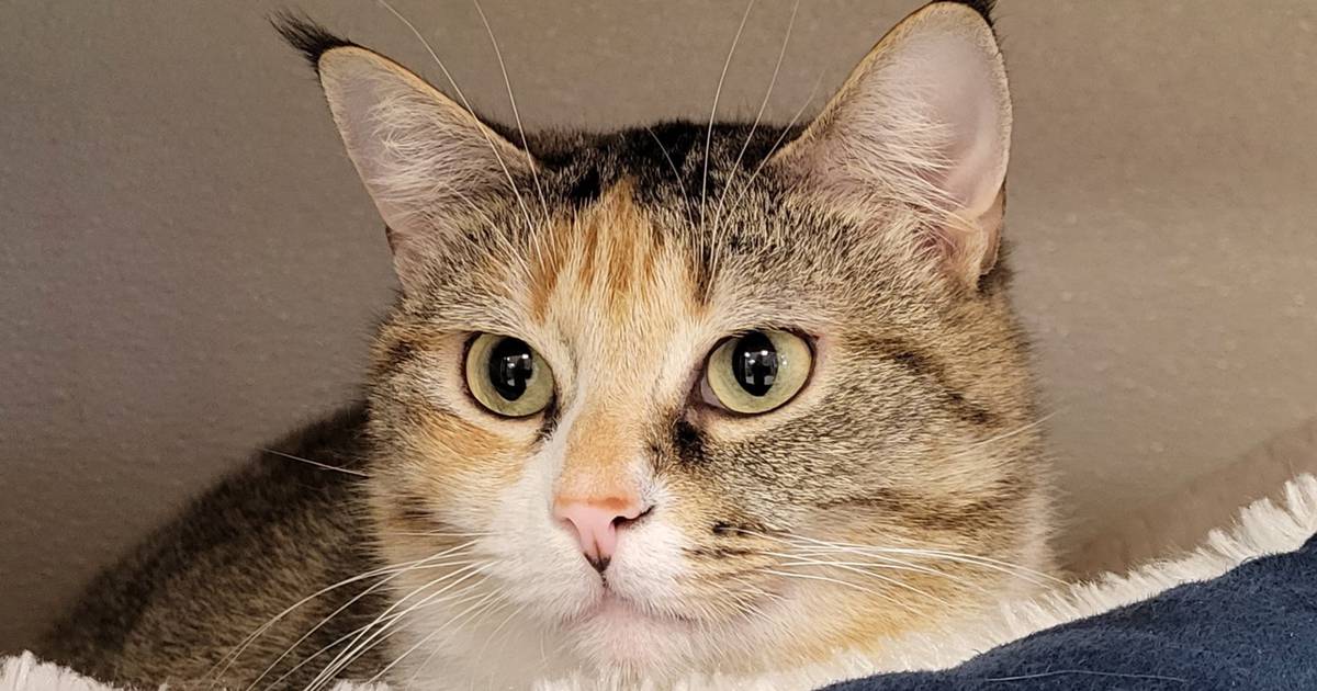 People-loving feline wants to be family’s only cat – Shaw Local