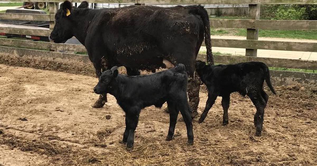 Twin cattle births can cause complications – Shaw Local