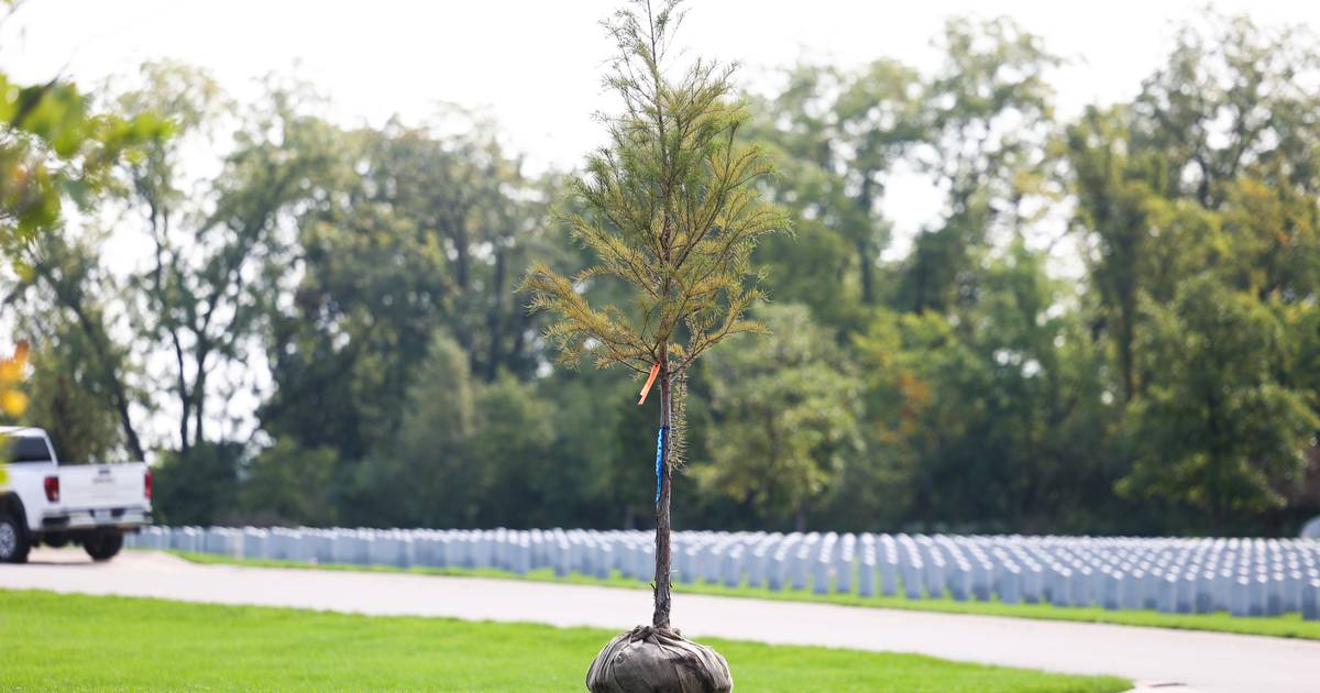 Down the Garden Path: Planting trees in fall – Shaw Local