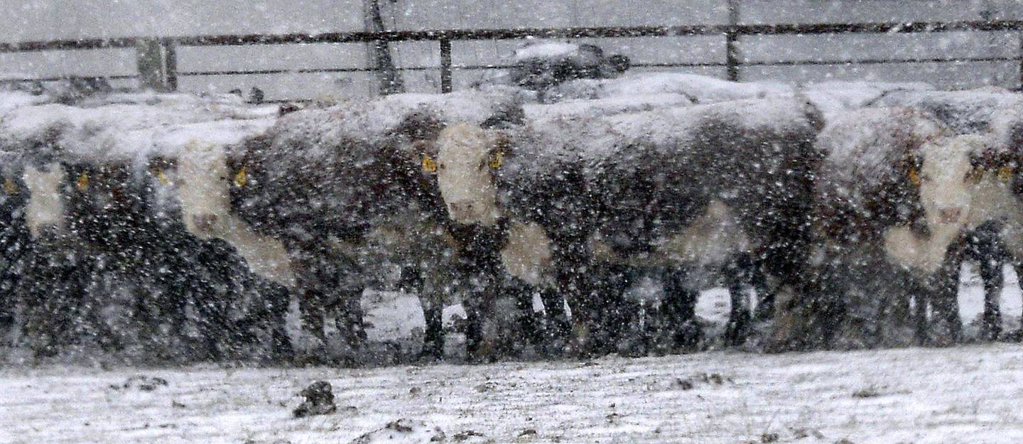 Winter storm hits the Illinois Valley – Shaw Local