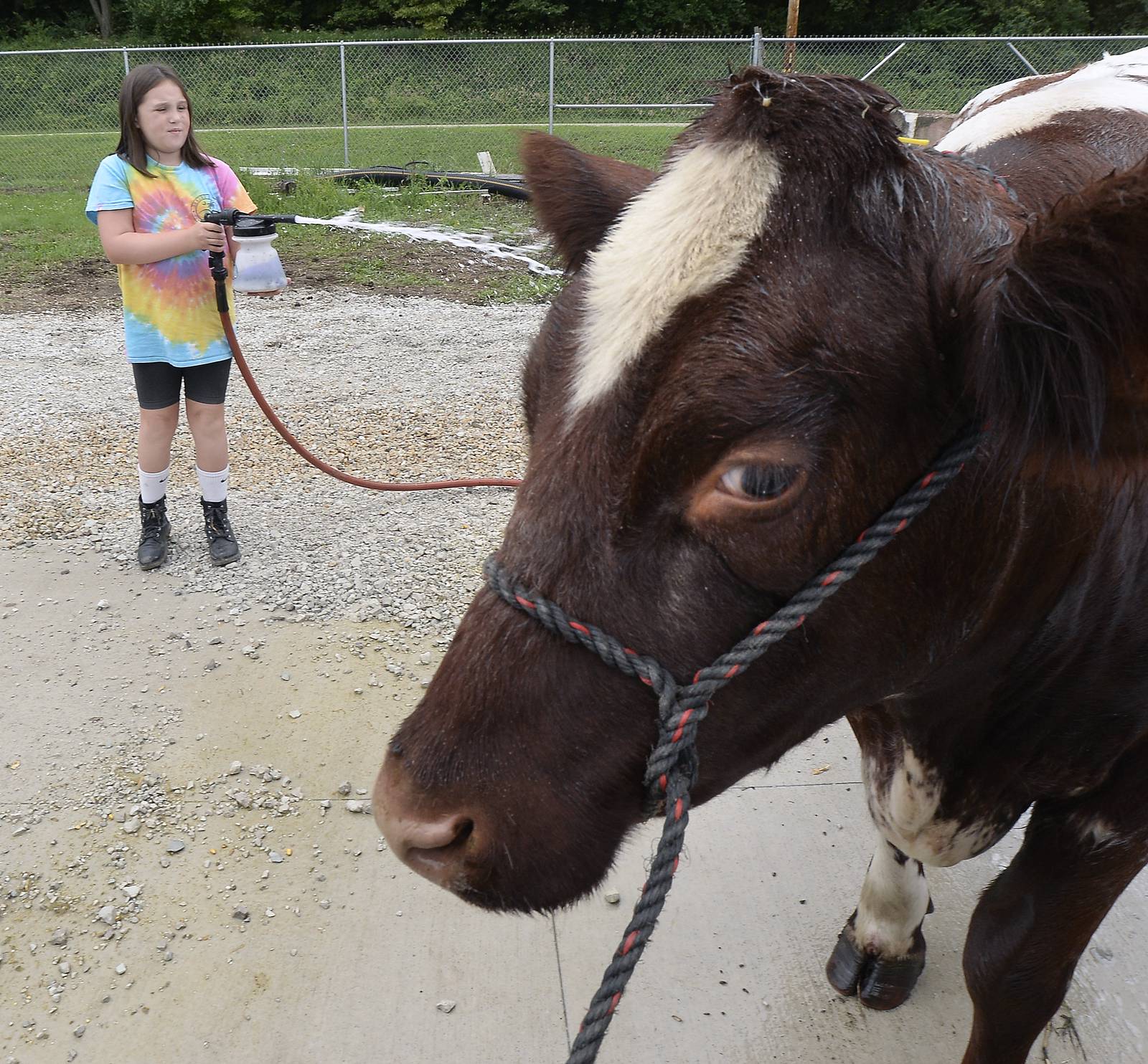 Photos: La Salle County 4-H Fair begins in Ottawa – Shaw Local
