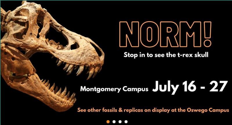 Two-hundred pound replica of T-Rex skull on display at Oswego Library’s ...