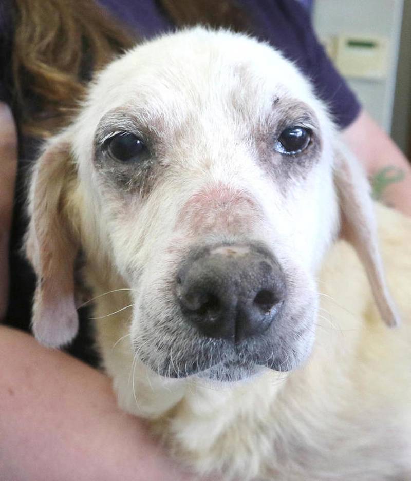 Tails Humane Society rescues 44 'throwaway' dogs from decrepit ...