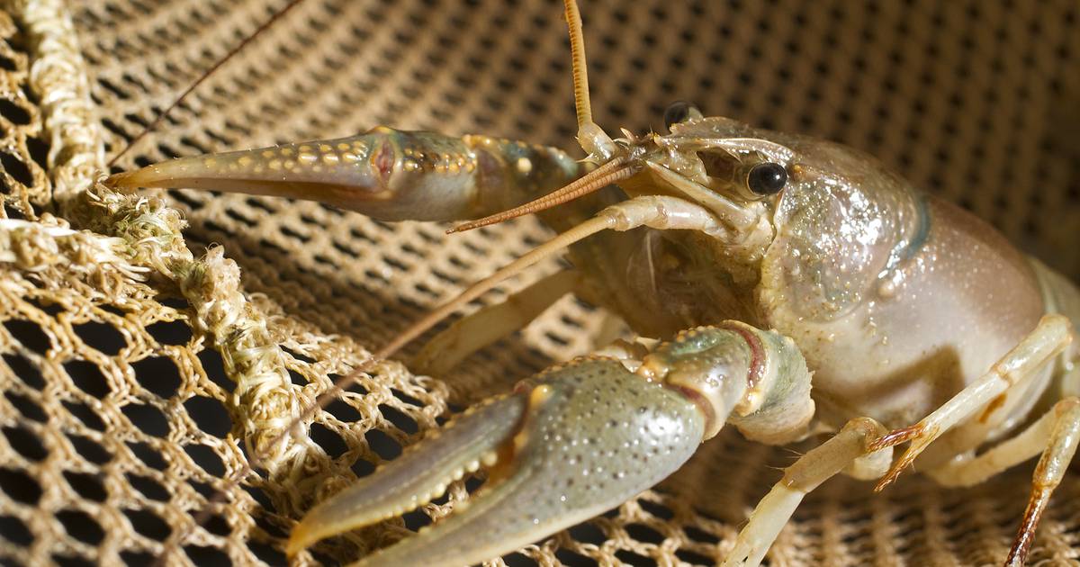 Missouri conservation department bans sale of crawdads to reduce spread ...