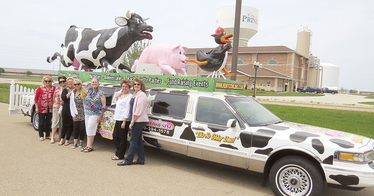 Cow Limo Northwest Indiana - All About Cow Photos