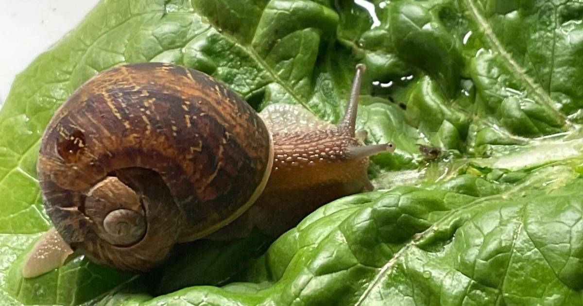 Good Natured in St. Charles: Snails and hitchhiking tales entwine ...