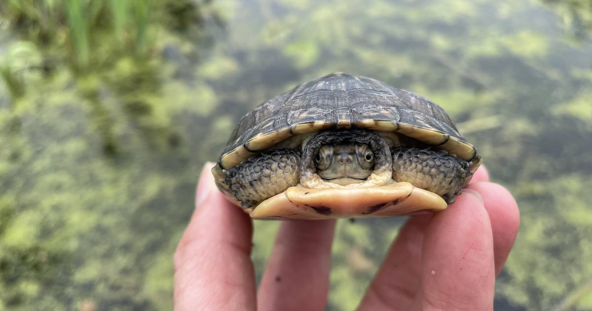 Giving endangered turtles a head start: News from McHenry County ...
