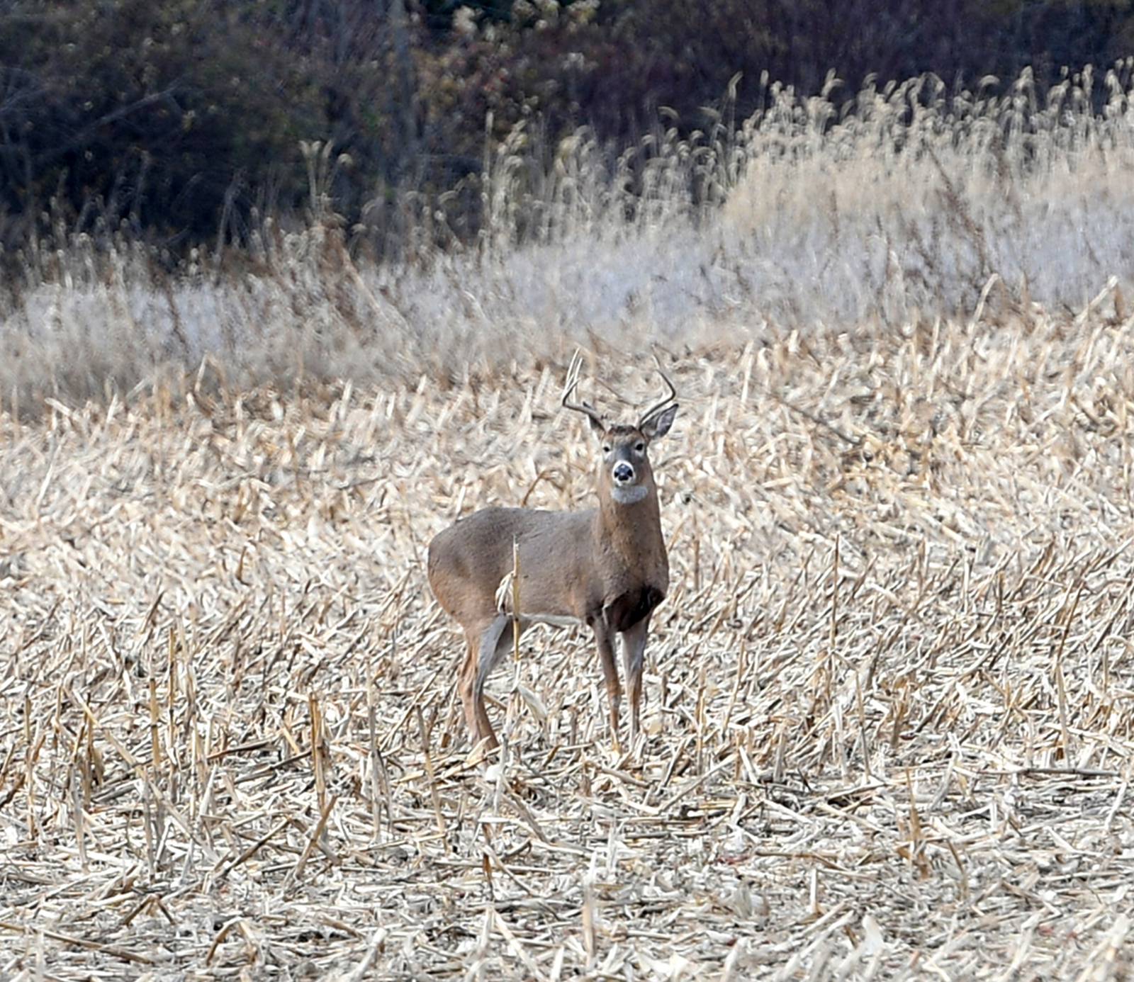 Deer harvest: Up statewide, but down in Sauk Valley – Shaw Local