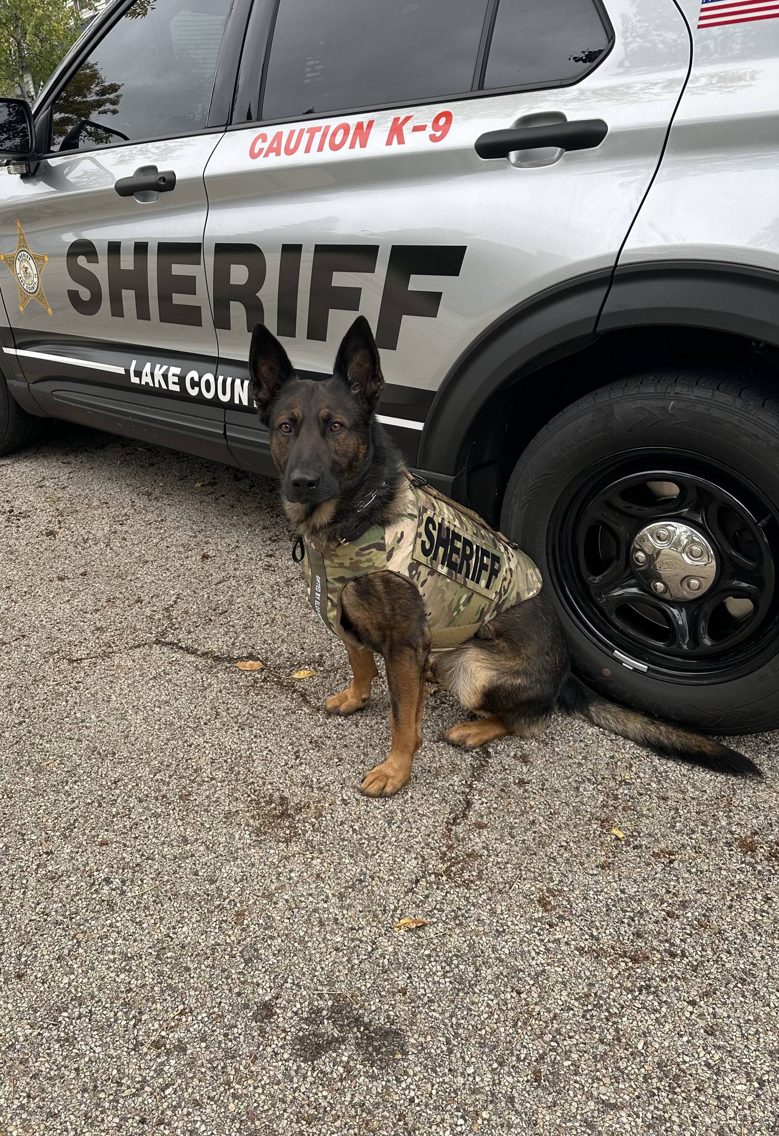 Sheriff’s K-9 Axel receives donation of body armor – Shaw Local