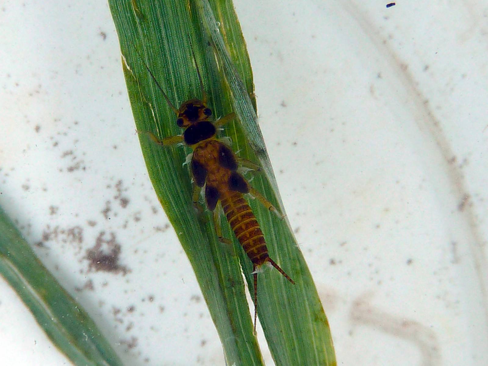 Good Natured: The Holy Grail of all River Bug-dom – Shaw Local