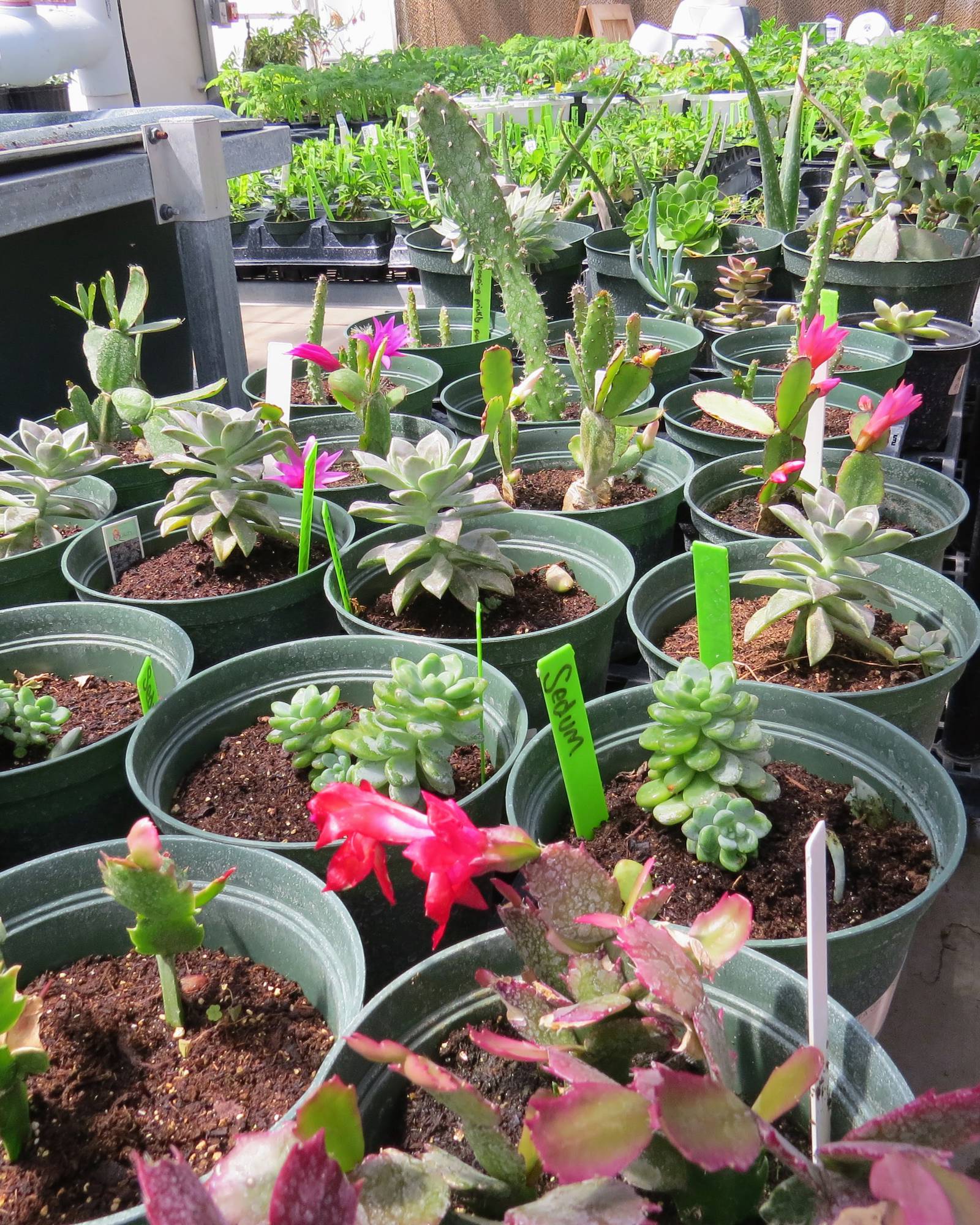 Utica, Buda libraries to host vegetable gardening in raised beds ...