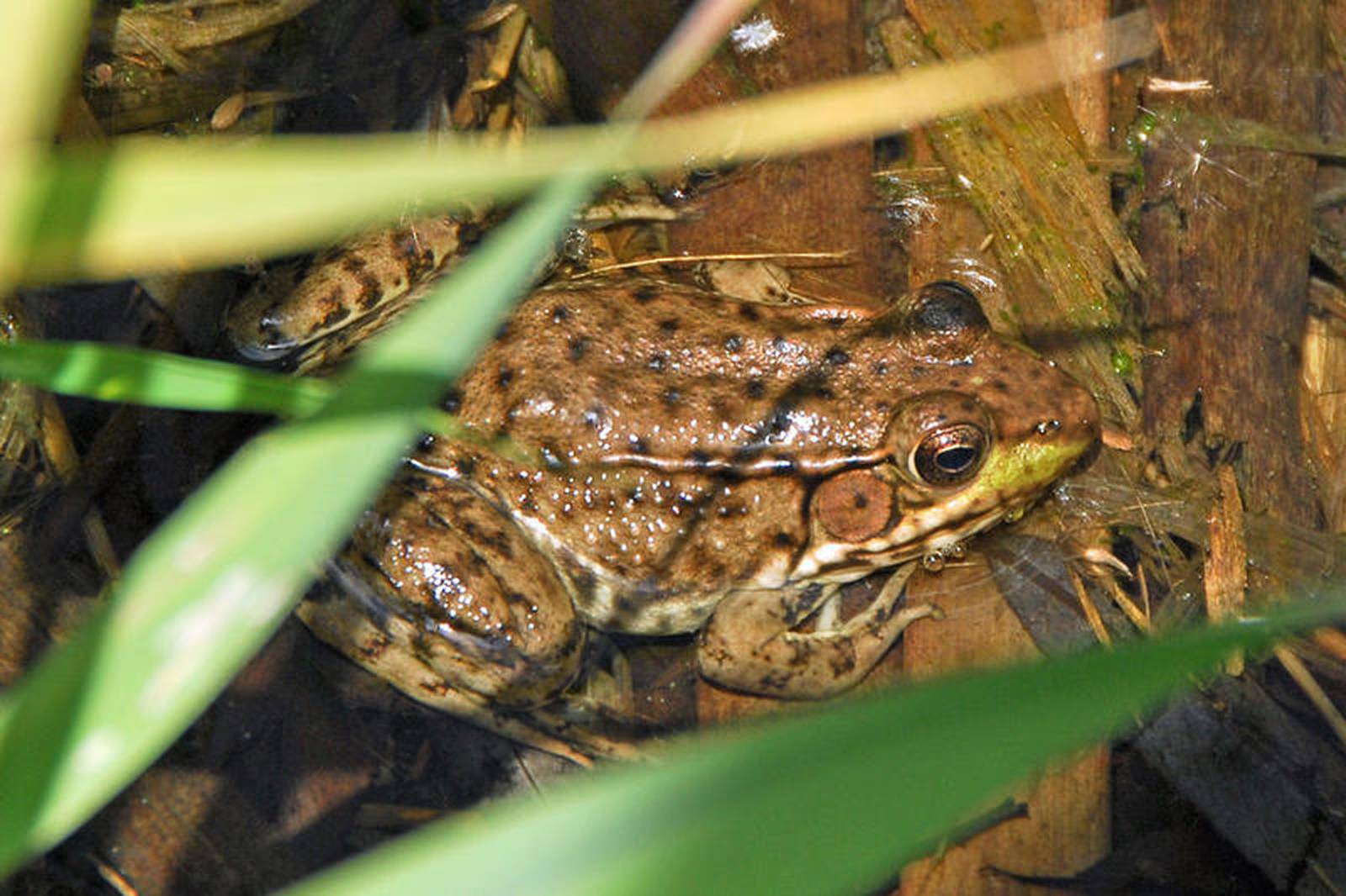 Frog monitors help bring changes to the environment – Shaw Local