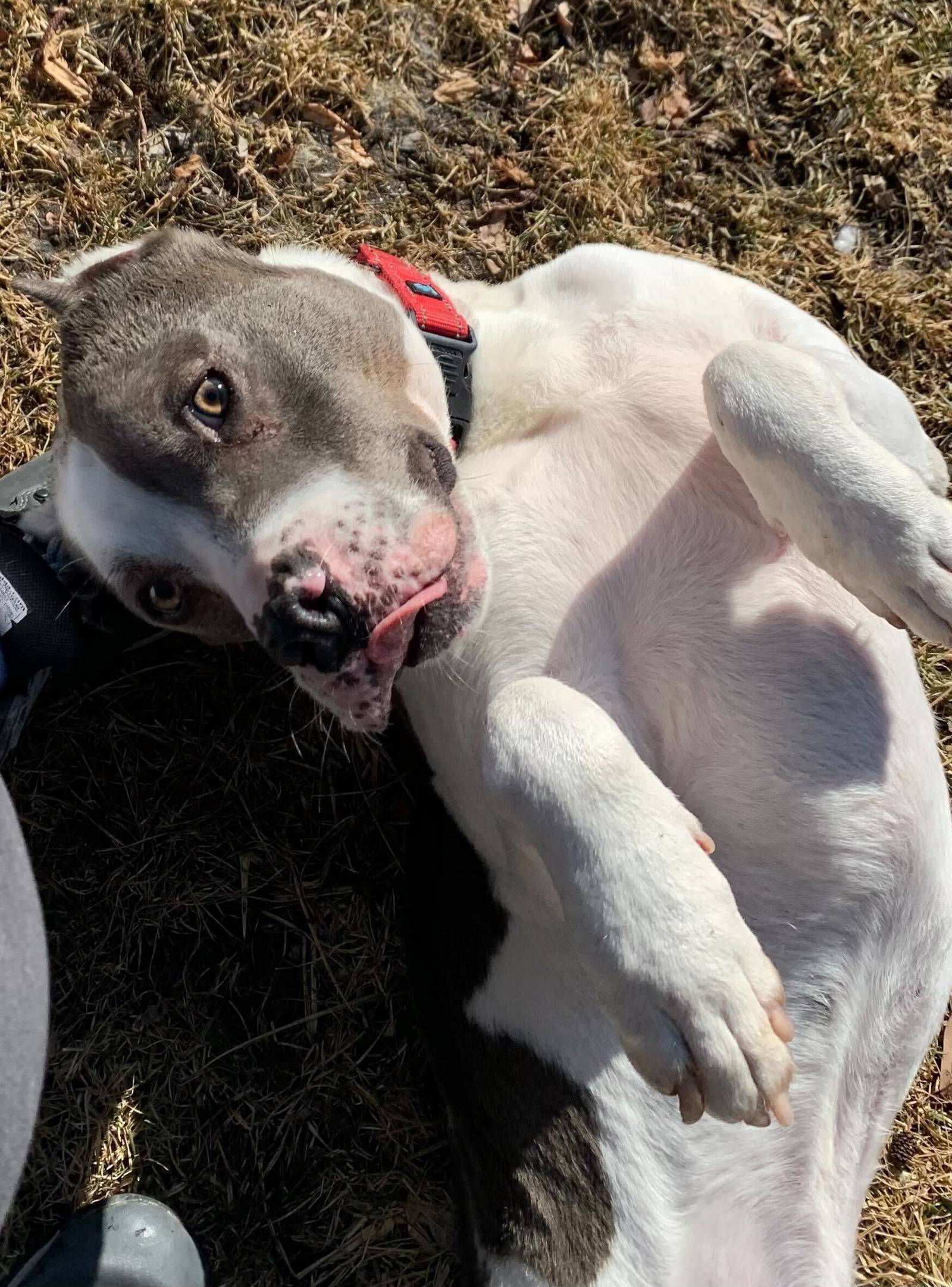 Playful goofball aims to have fun with forever family – Shaw Local