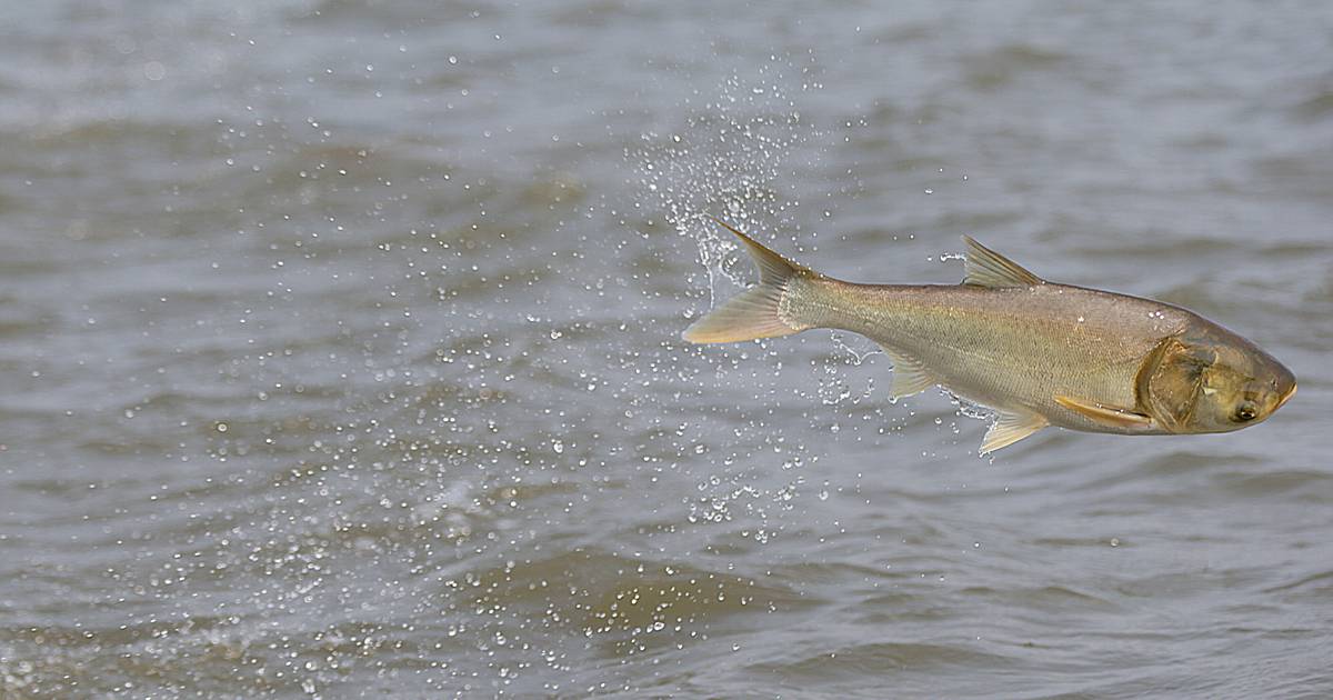 Illinois researchers battle invasive carp species – Shaw Local