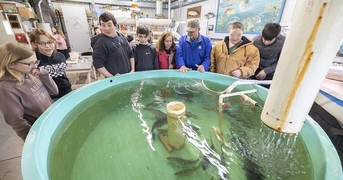 Walleye hatchery helps keep Lake Carroll stocked – Shaw Local