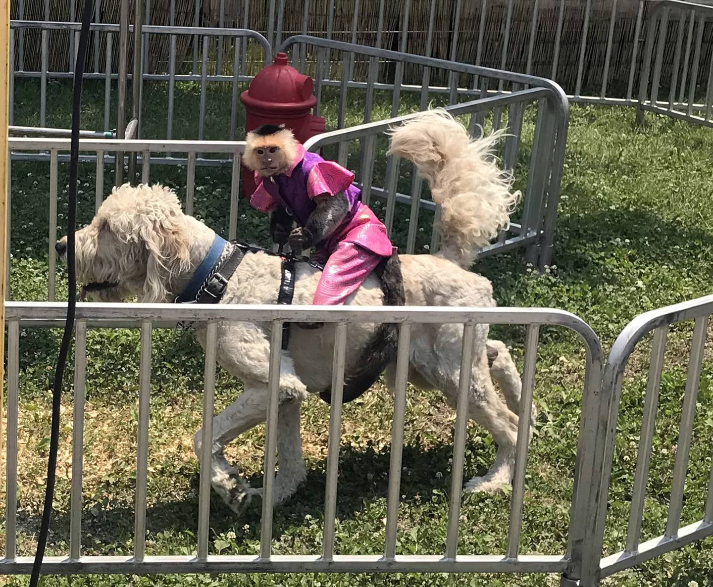 Grundy County Fair draws big crowds – Shaw Local