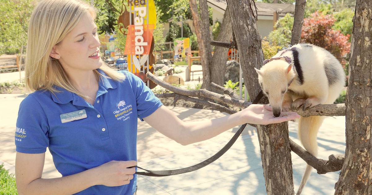 New Wild Encounters exhibit at Brookfield Zoo to bring patrons up close ...