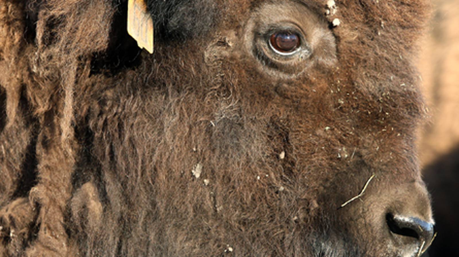 Bison a big hit at Fermilab – Shaw Local