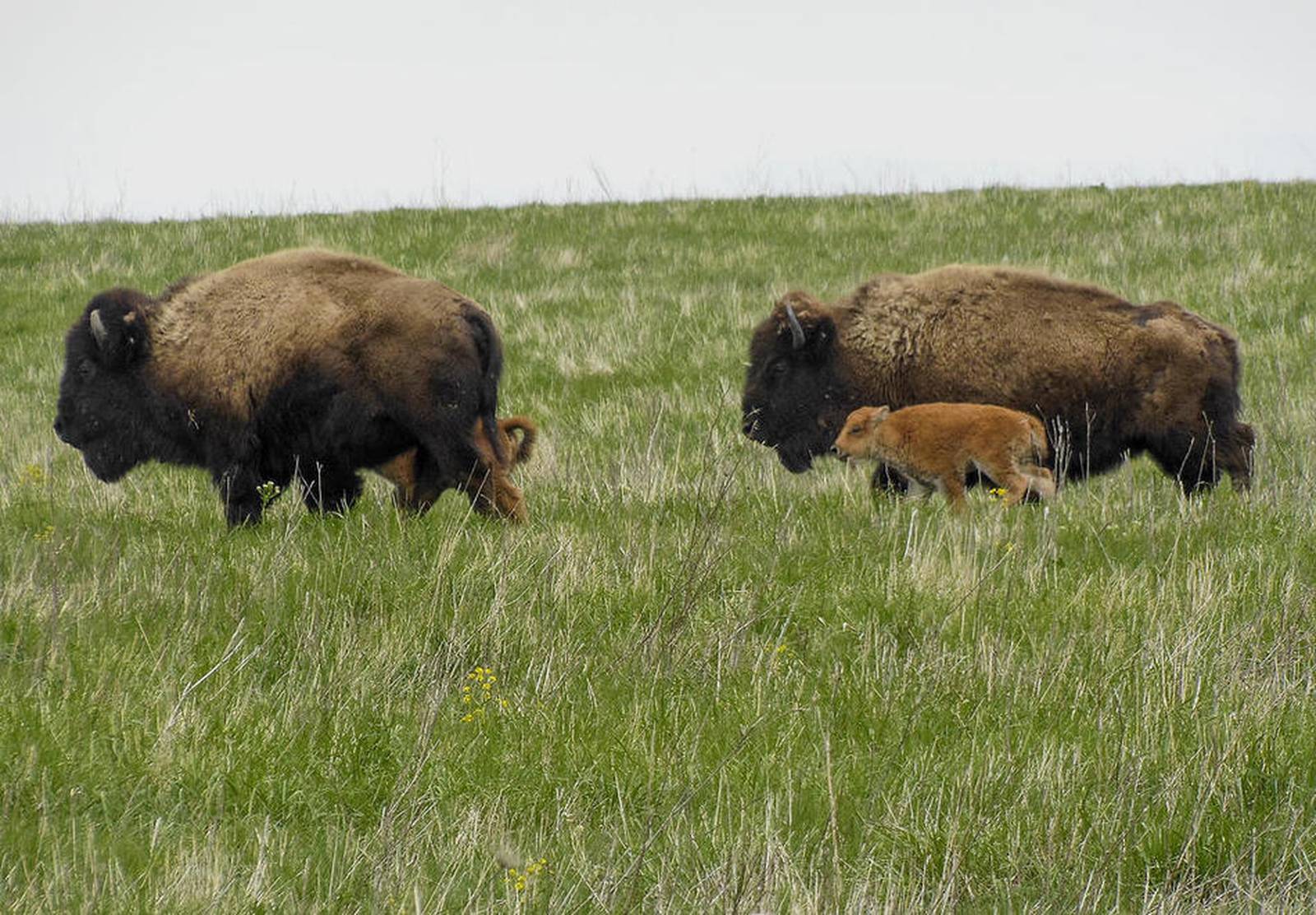 Midewin National Tallgrass Prairie welcomes baby bison – Shaw Local