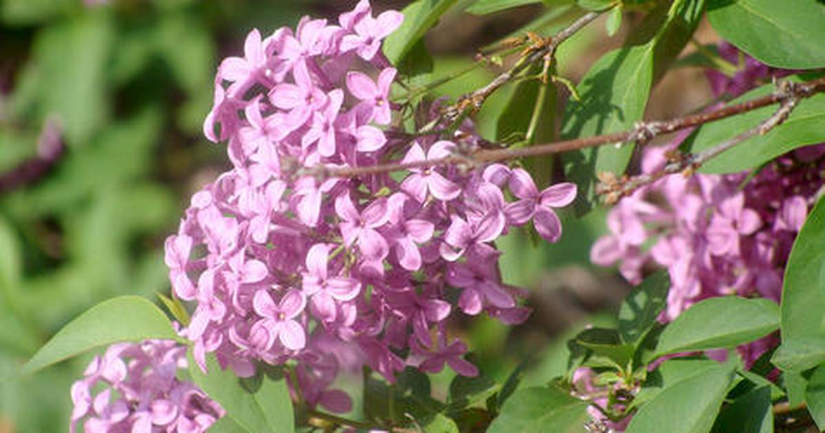 ‘Joy and happiness’: It’s Lilac Time in Lombard, and the blooms are ...