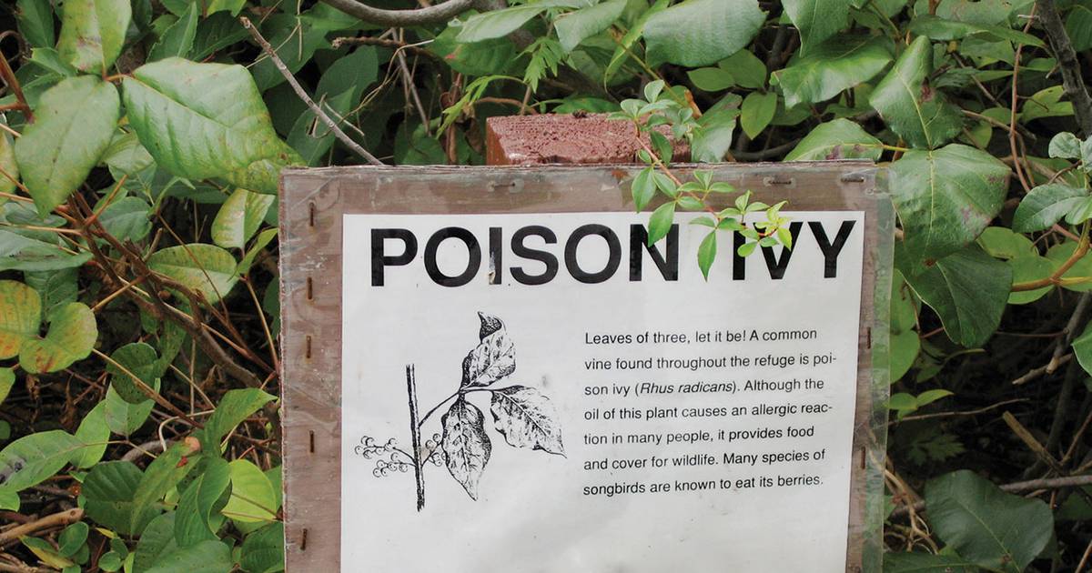 How to identify poison ivy – Shaw Local