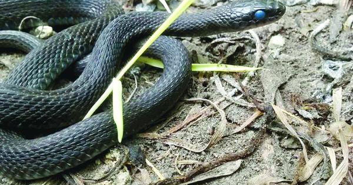 Good Natured: Remembering Ms. Giant Garter snake – Shaw Local