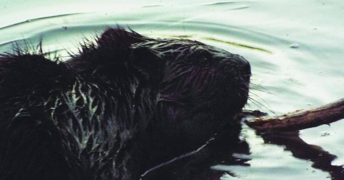 Good Natured: Beavers collect their version of food on a stick – Shaw Local