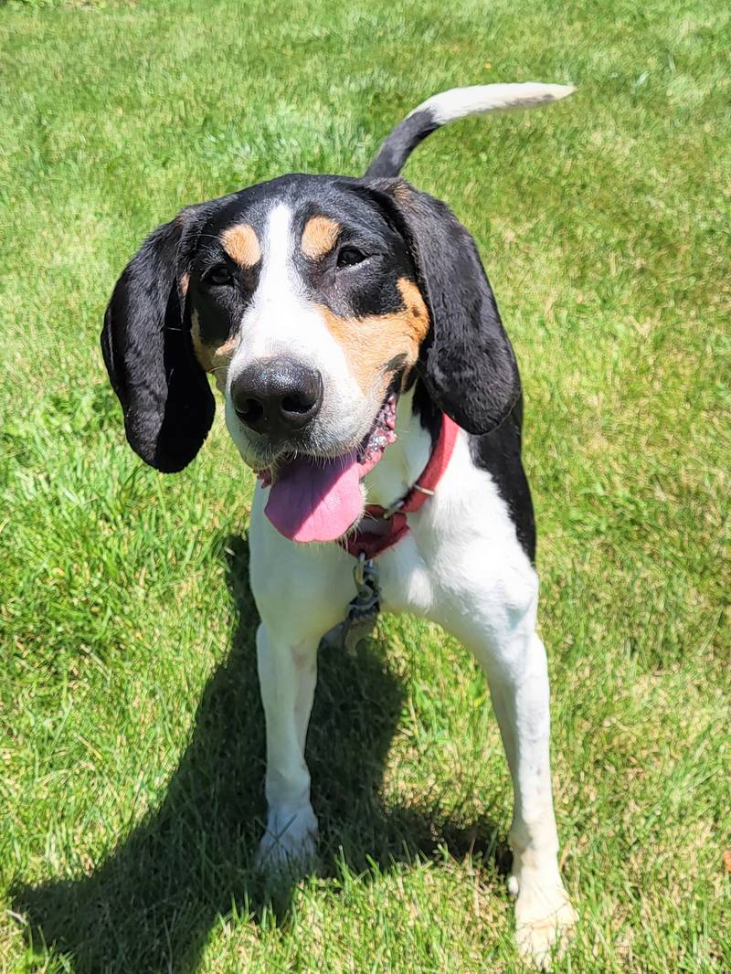 Happy hound ready to spread joy in forever home – Shaw Local