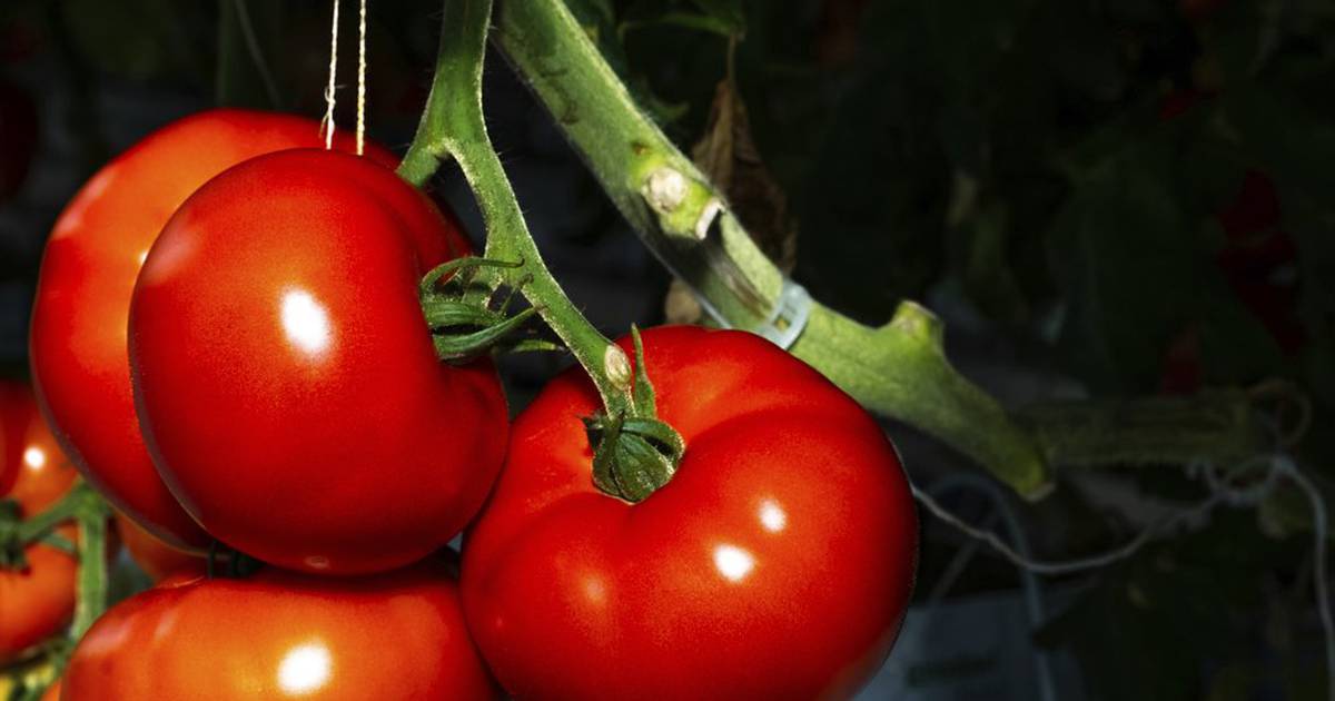 Learning to Grow: Saving fruit and vegetable seeds – Shaw Local