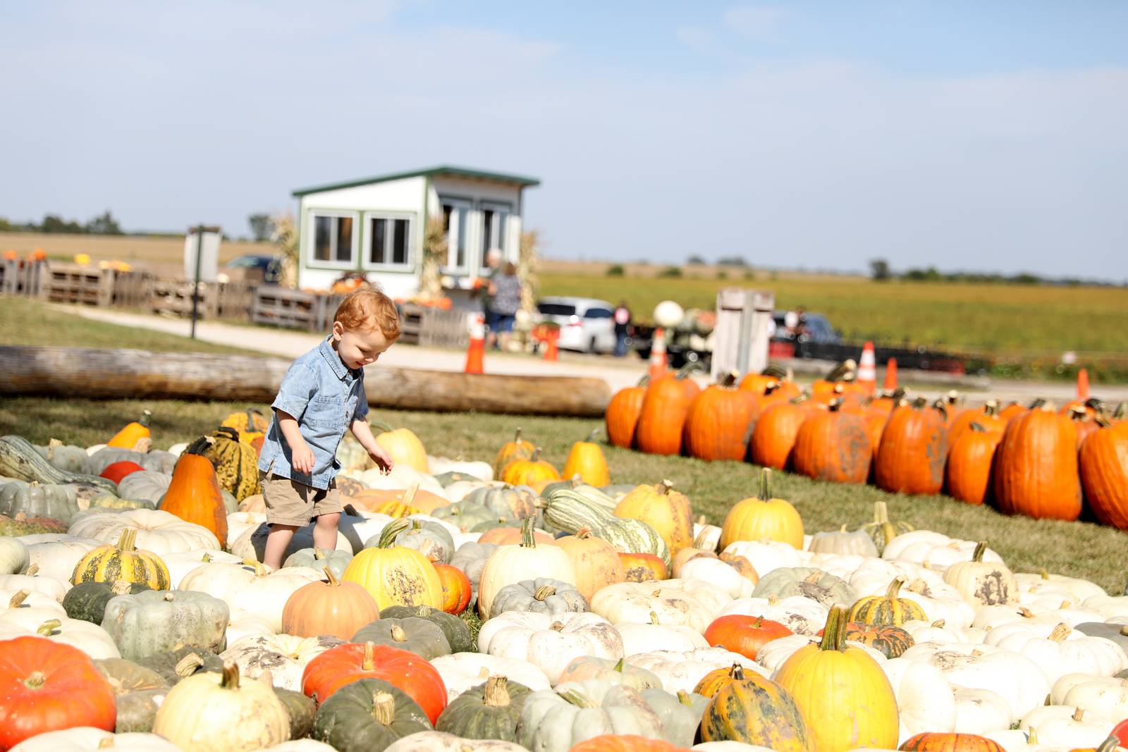 Find the perfect pumpkin at these northern Illinois farms – Shaw Local
