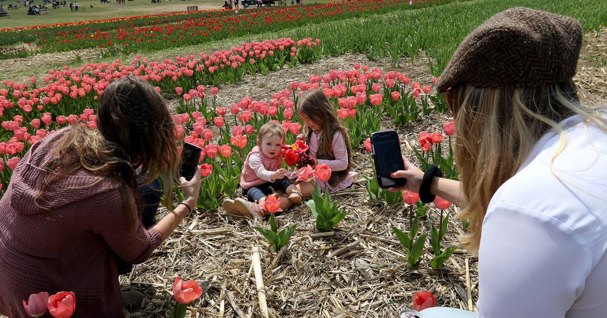 Photos: Tulip Festival at Richardson Adventure Farm in Spring Grove ...